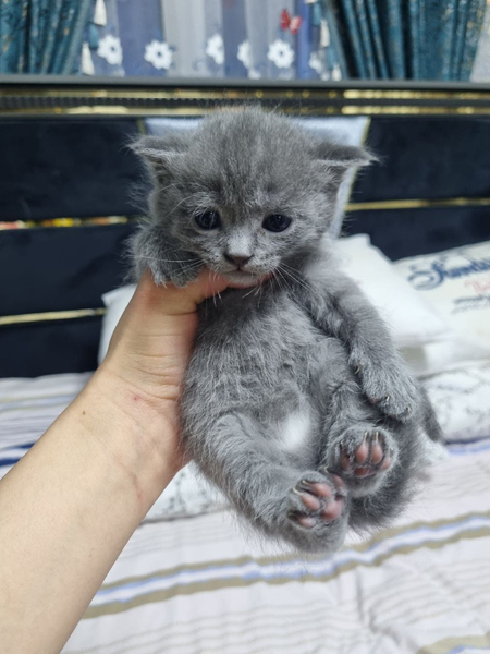Котята Scottish fold и Scottish straight