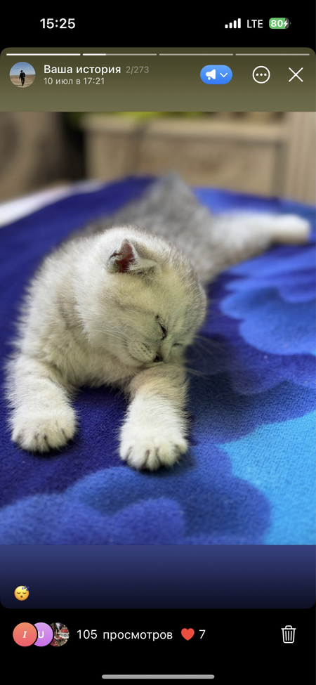 Чистокровный скоттиш фольд