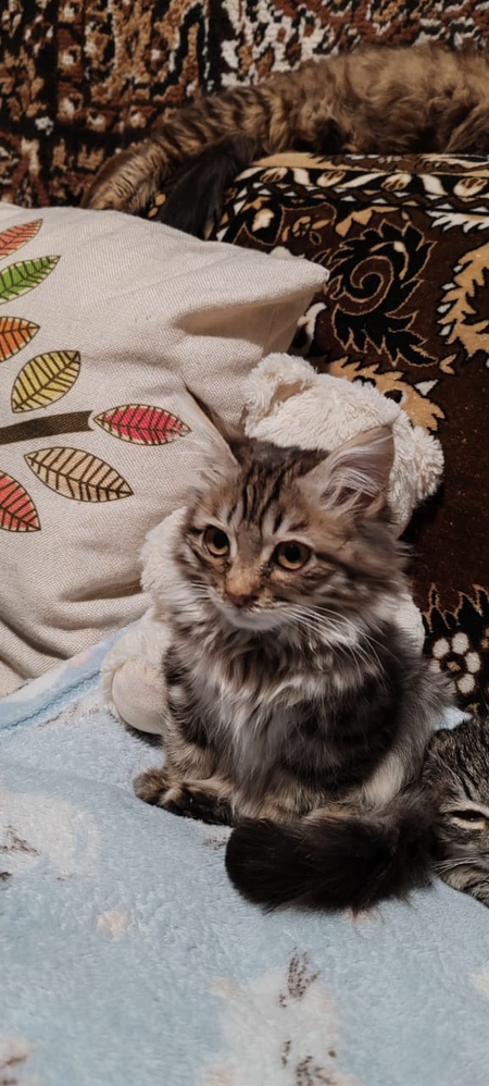 Отдам котят в добрые руки