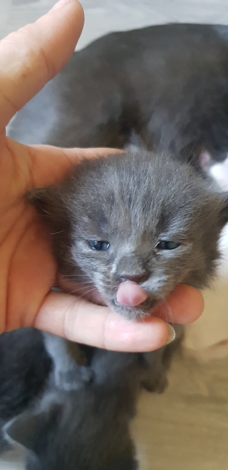 Котята.Ну очень красивые и милые