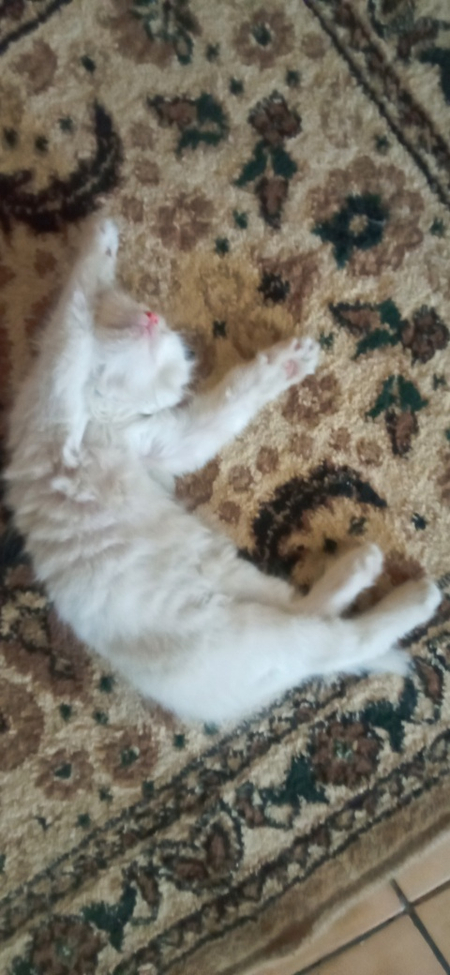 Продается котёнок
