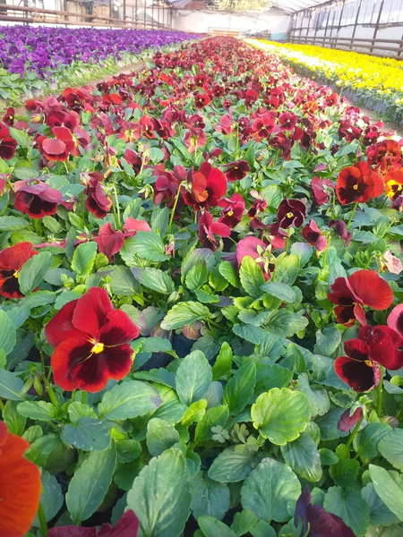 Viola F1 gullarimiz sotuvda