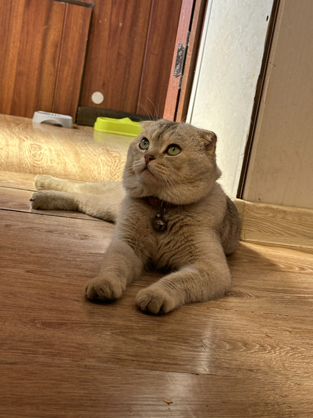 Вязка кот серебро фолд