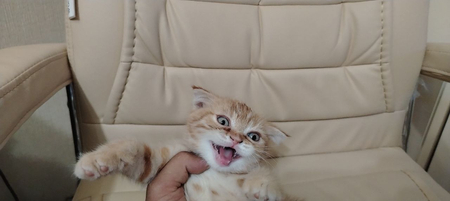 Шотландский вислоухий, мальчик котёнок котята  скоттиш фолд.