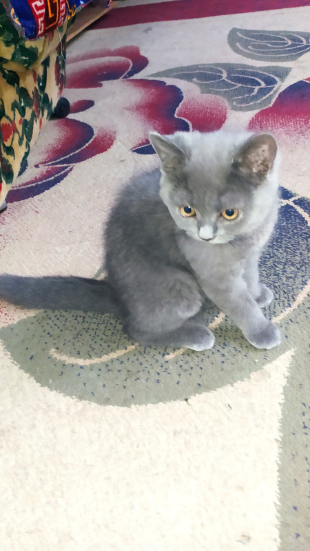 Скотиш фолд мушукча