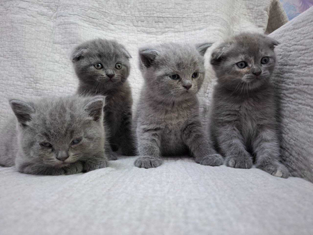 Продаются Шотландские котята