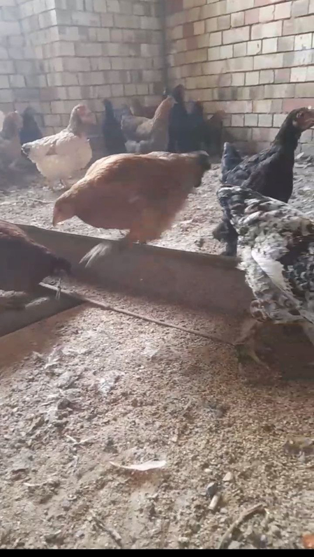 Tovuqla sotiladi