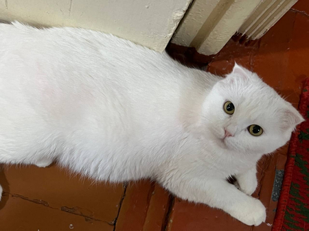Продается кошка породы скоттиш-фолд