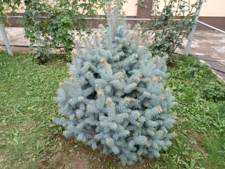 Продаются Бельгийские ели