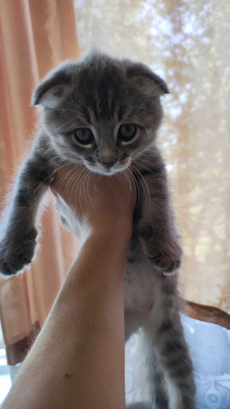 Продаются котята