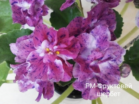 Детки сортовых фиалок