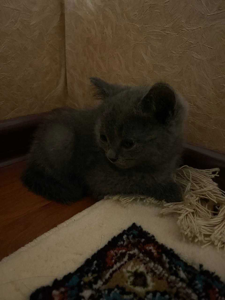скотиш продвется