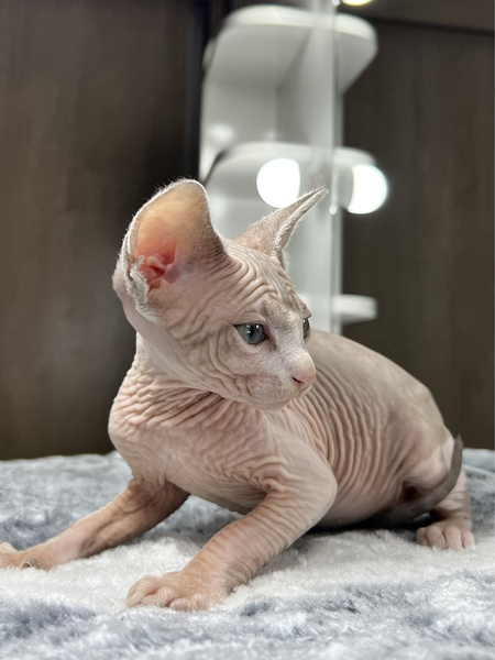 Котёнок сфинкс
