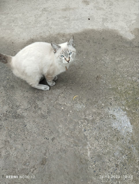 Кот, мушук эркак