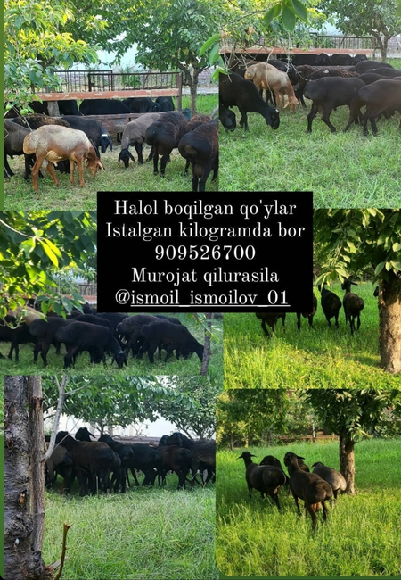 Qoylar qoy bor. Edilbay arashan. Qurbon hayiti uchun