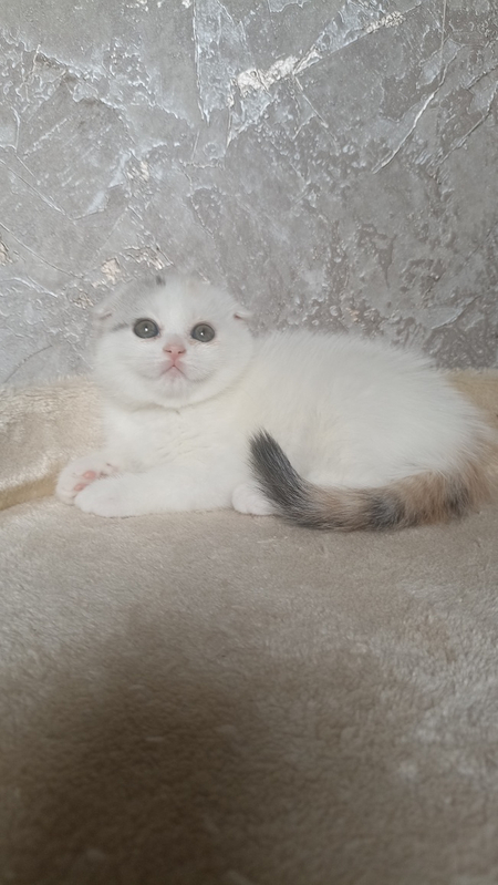 Продаётся котёнок скоттиш фолд
