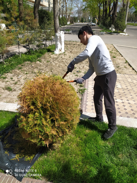 Gazon landshaft (restavratsiya) archa kesish shamshod gul ekish