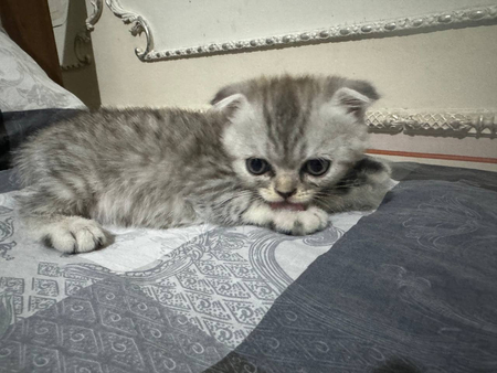 Шотландский вислоухий скотиш фолд девочка