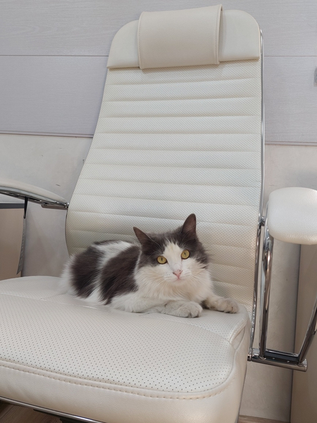Кошка пушистая. Котят не будет (стерилизованная))
