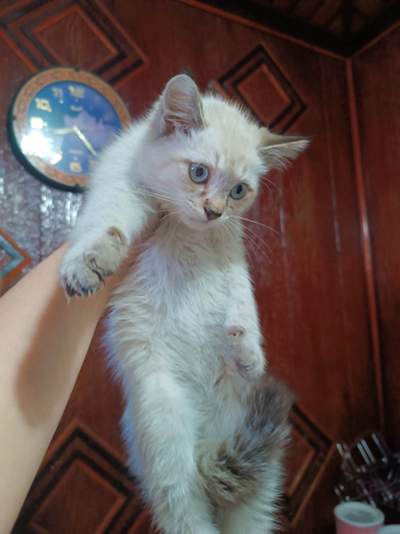 Породистый котеночек