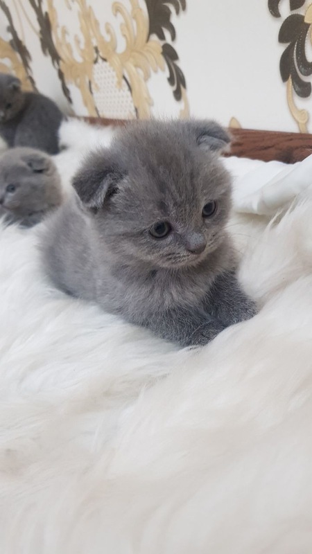 Scottish fold правильная вязка