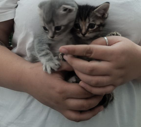 Продаются котята срочно