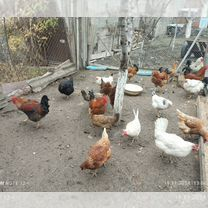 Продаются домашние куры и цыплята