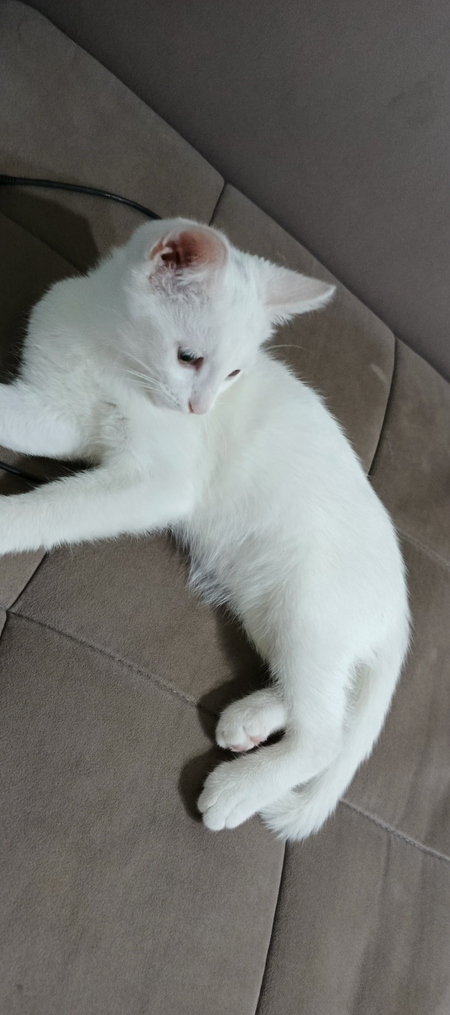 Срочно продается кошка
