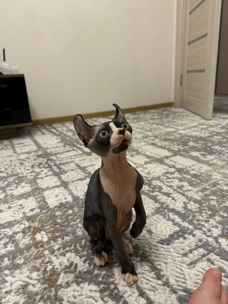 Кошка Сфинкс Эльф