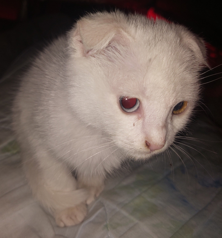 Uy mushugi  scottish fold