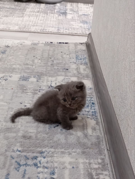 Scottish fold/Котята Шотландская вислоухие