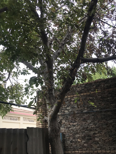 Oʻrik va yongʻoq daraxtlari