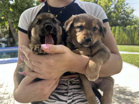 Пристраиваются щеночки в добрые руки бесплатно