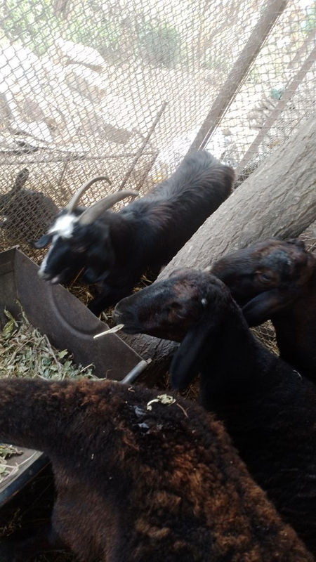 Echki ikkita shoxi bilan sotiladi
