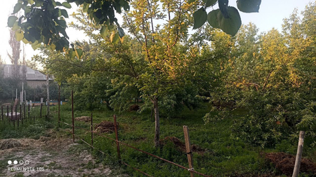 Sotiladi urta chirchiq qorasu