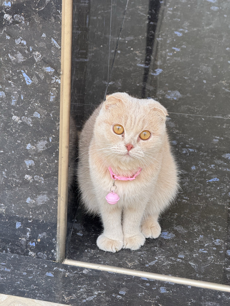 Кошка парода scottish fold