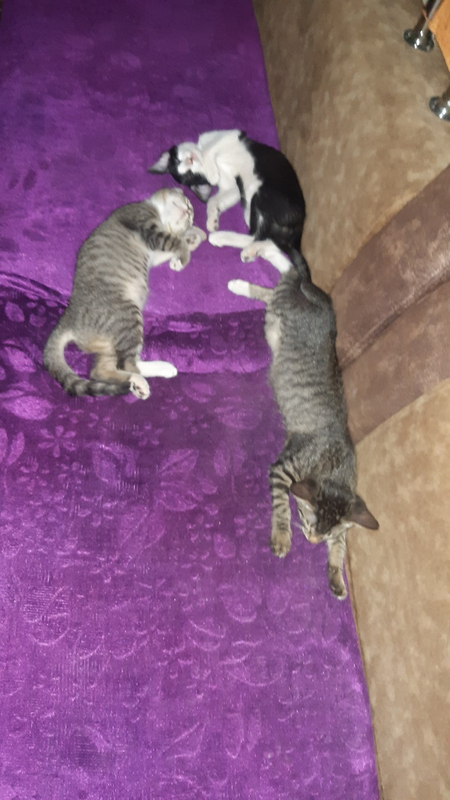 Котята в доверчивые руки.