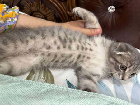 Scottish fold sotiladi