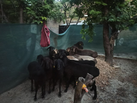 Qurbonliga qozi qochqorla