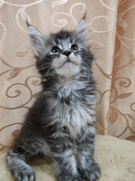 Мейн Кун девочка