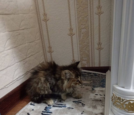 Сотилади Сибирски