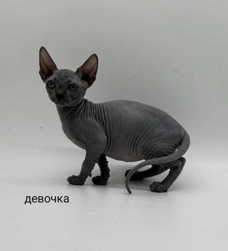 Котята канадского сфинкса