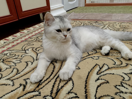 Qiz bola mushuk.