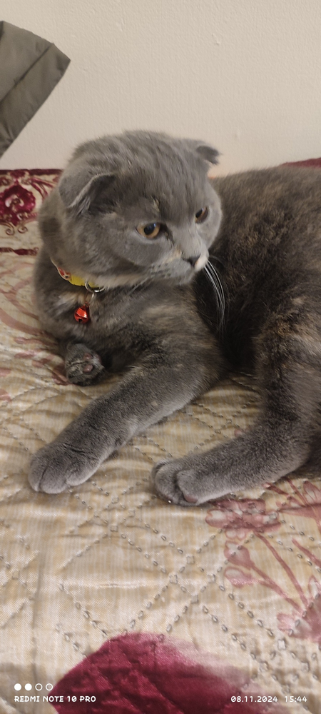 Продается Кошка. Скоттиш Фолд.