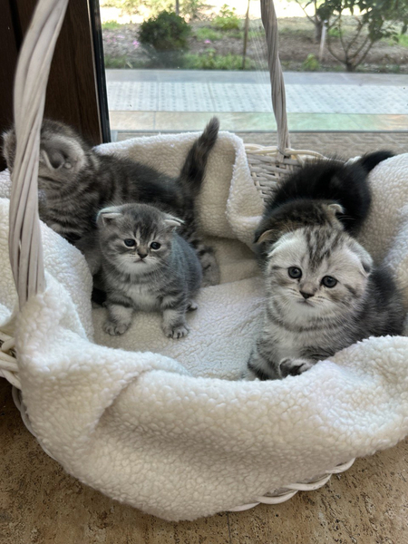 Продается котята скотиш фолд