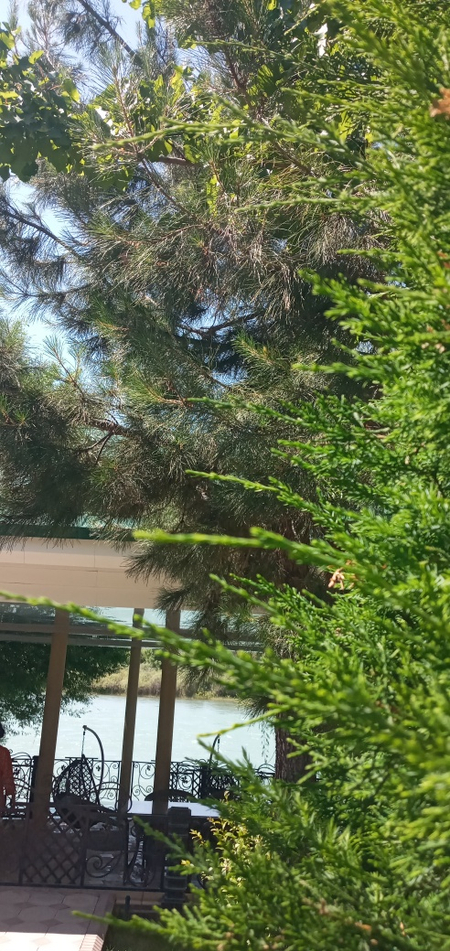 Пайвандлаш дарахт пайвандлаш