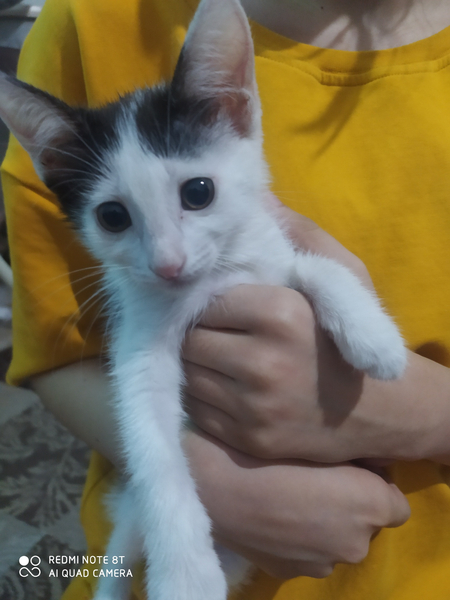 Mushukchalar qiz bola котята девочки