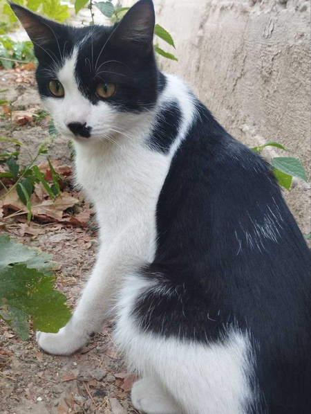 Отдам в хорошие руки кота