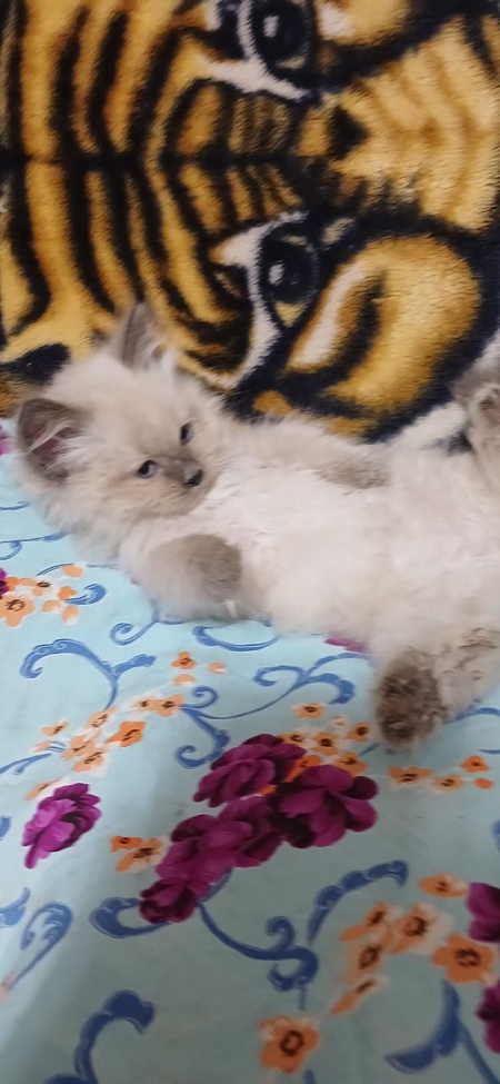 Продам сиамскийх котят 1,5 месяца