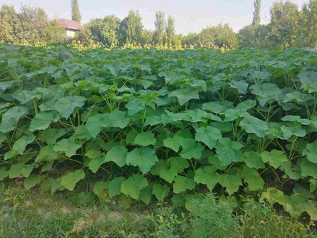 Pavlovniya FTE bor